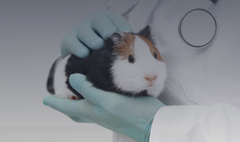 Global Site Color Changes - Animal Medical Clinic at St. Johns